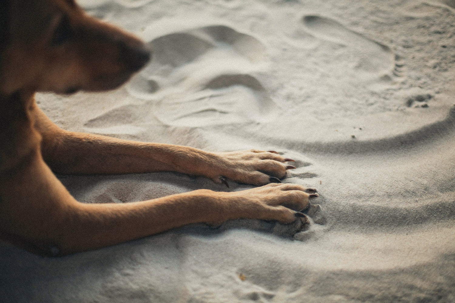 Guide: How to Clean Dog Paws Safely at Home - Vet-approved – Welltayl